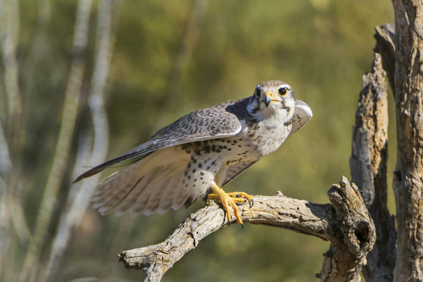Prairie Falcon Audubon Society – PFA is dedicated to advocating for ...